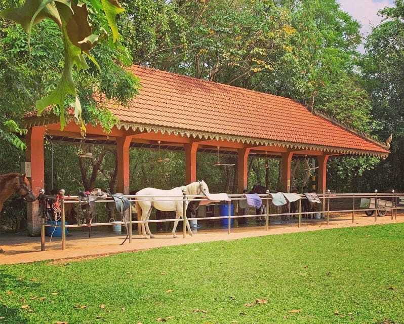 Siem Reap Happy Horse Riding Free Pick-up & Drop-off - Value for Money: Is It Worth It?