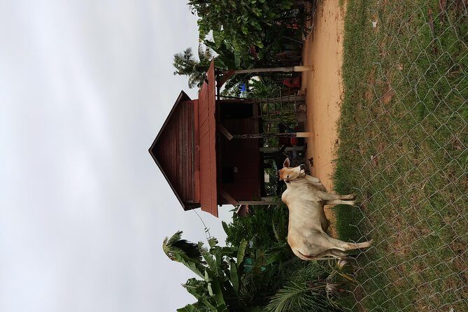 Siem Reap Kids Tour - FAQ