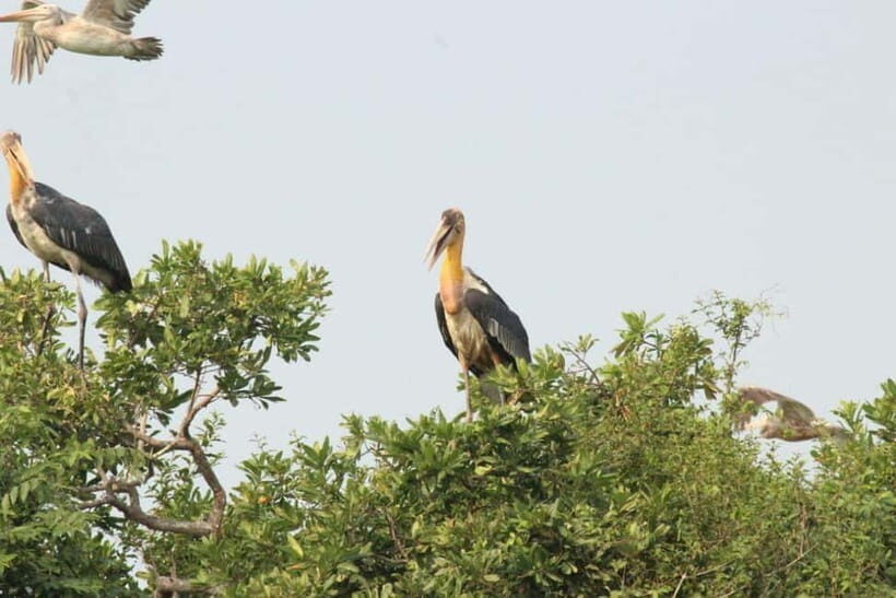 Siem Reap: Prek Toal Bird Colony, Silk Farm & Cooking - The Sum Up