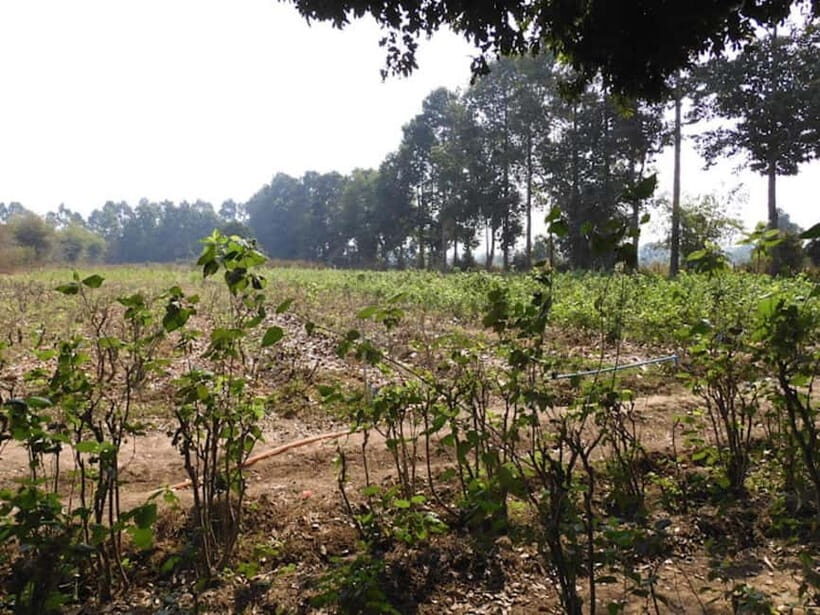 Siem Reap: Prek Toal Bird Colony, Silk Farm & Cooking - FAQ