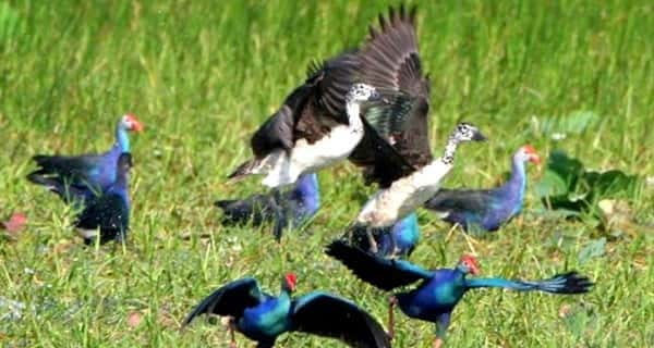 Siem Reap: Prek Toal Tonle Sap Biosphere Reserve Tour - Key Points: