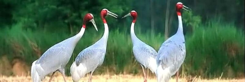 Siem Reap: Prek Toal Tonle Sap Biosphere Reserve Tour - Cultural and Scenic Highlights