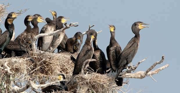 Siem Reap: Prek Toal Tonle Sap Biosphere Reserve Tour - The Sum Up: Who Will Love This Tour?