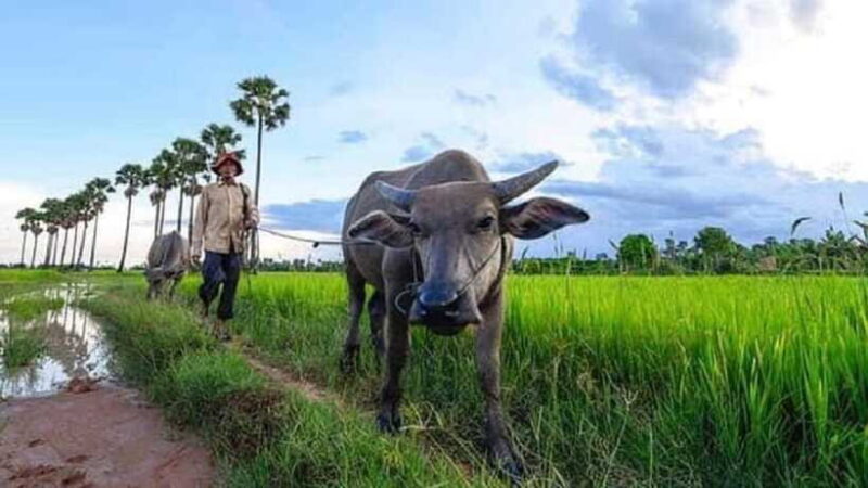 Siem Reap: Scenic Countryside & Silk Farm Jeep Tour - Authenticity and Real Experiences