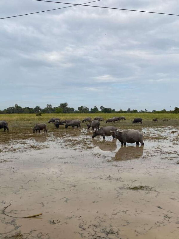 Siem Reap: Scenic Countryside & Silk Farm Jeep Tour - FAQ