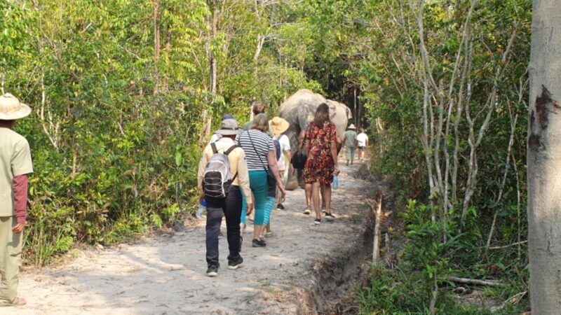 Siem Reap: Small Group Tour of Kulen Elephant Forest - Who Is This Tour Best For?