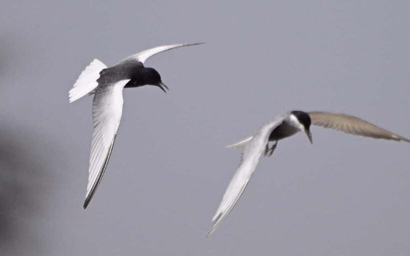 Siem Reap: Sunrise Bird Watching Tour with Guide - Key Points