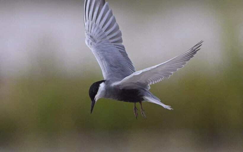 Siem Reap: Sunrise Bird Watching Tour with Guide - Frequently Asked Questions