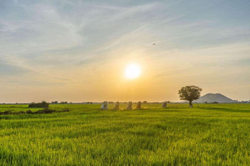 Siem Reap: Sunset Guided Vespa Tour & Local Villages - Exploring Village Life and Waterbuffalo in the Fields