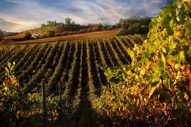 Siena San Gimignano lunch and wine tasting Full day from Rome - A Deep Dive into the Experience