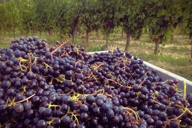 Siena & Tuscany - Practical Details and Value