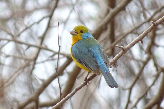 SIerra Madre Highland bird and Tuito - An In-Depth Look at the Tour Itinerary