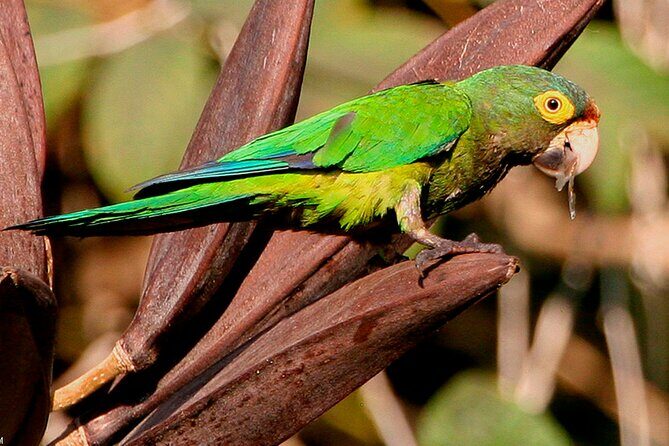 SIerra Madre Highland bird and Tuito - FAQ