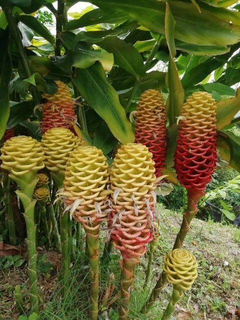 Sierra Minca Day Tour - Exploring the Highlights of Sierra Minca