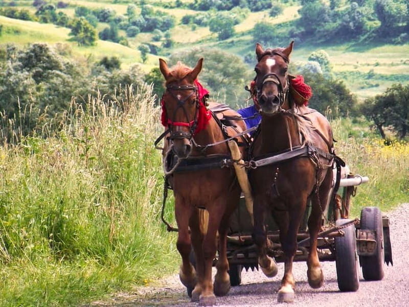 Sighisoara & wine tasting (from Cluj) - Key Points