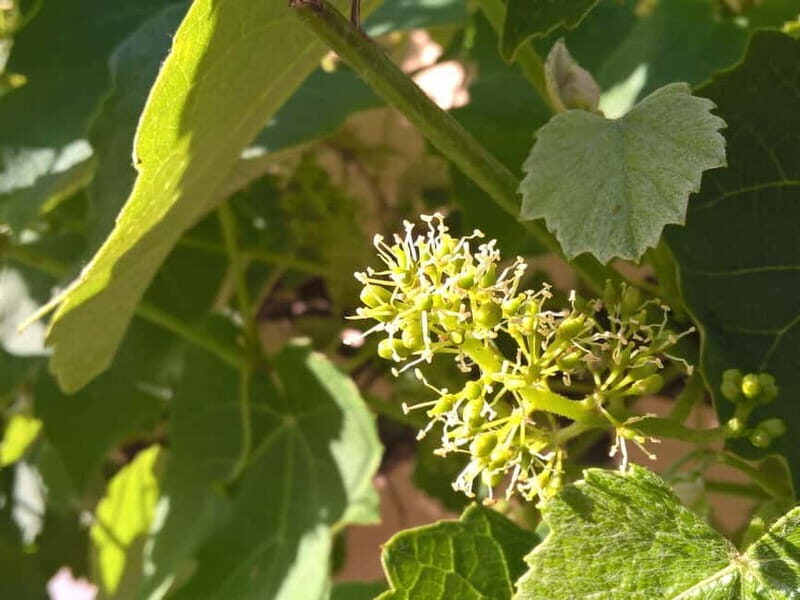 Sighisoara & wine tasting (from Cluj) - A Deep Dive into the Experience