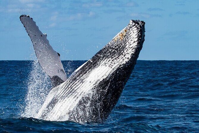 Sighting DE Marine Mammals and Snorkeling - Final Words: Who Is This Tour Best For?