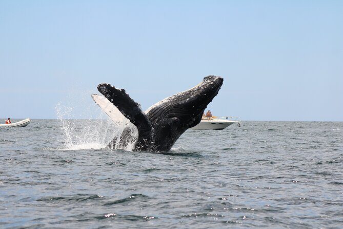 Sighting whale tour in Los Cabos - Exploring the Whale Sighting Tour in Los Cabos: A Practical Guide