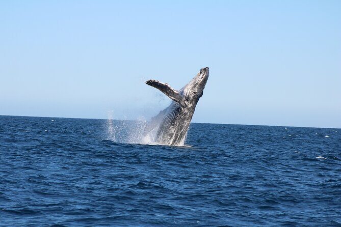 Sighting whale tour in Los Cabos - Key Points