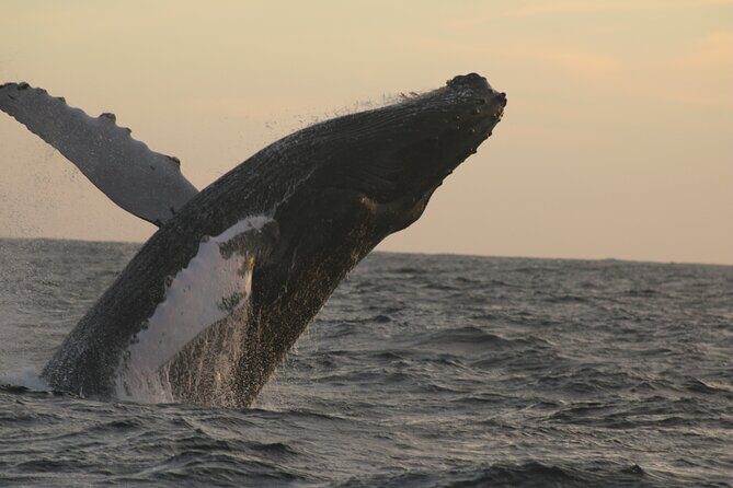 Sighting whale tour in Los Cabos - What’s Included and How It Benefits You