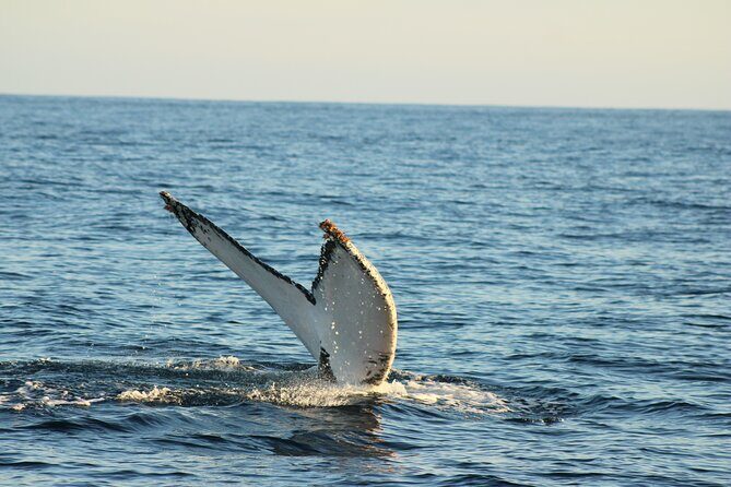 Sighting whale tour in Los Cabos - Authentic Traveler Insights and Expectations