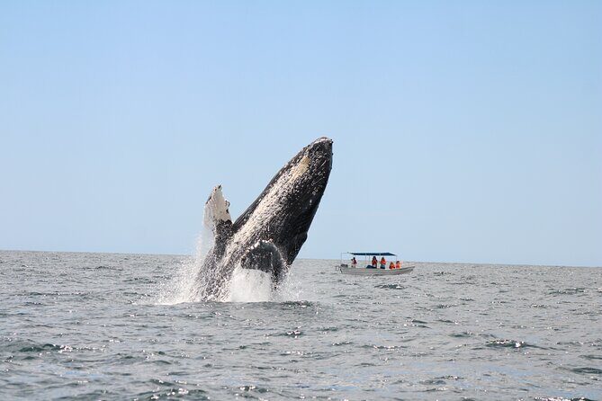 Sighting whale tour in Los Cabos - The Sum Up: Is This Tour Worth It?