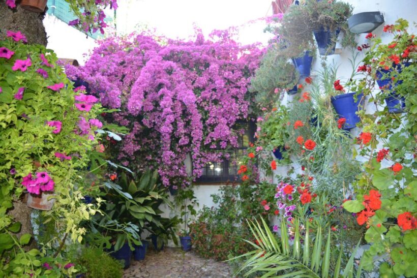 Sights, Sounds, and Scents of Córdoba's Patios - The Sum Up