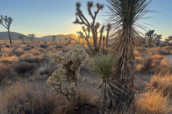 Sightseeing Adventure Tour of Joshua Tree National Park - Who Should Consider This Tour?