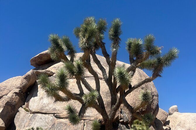 Sightseeing Adventure Tour of Joshua Tree National Park - FAQ