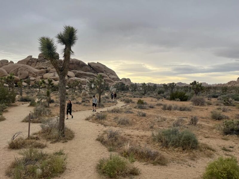 Sightseeing Adventure Tour of Joshua Tree Park (Max 10) - What to Expect During the Tour