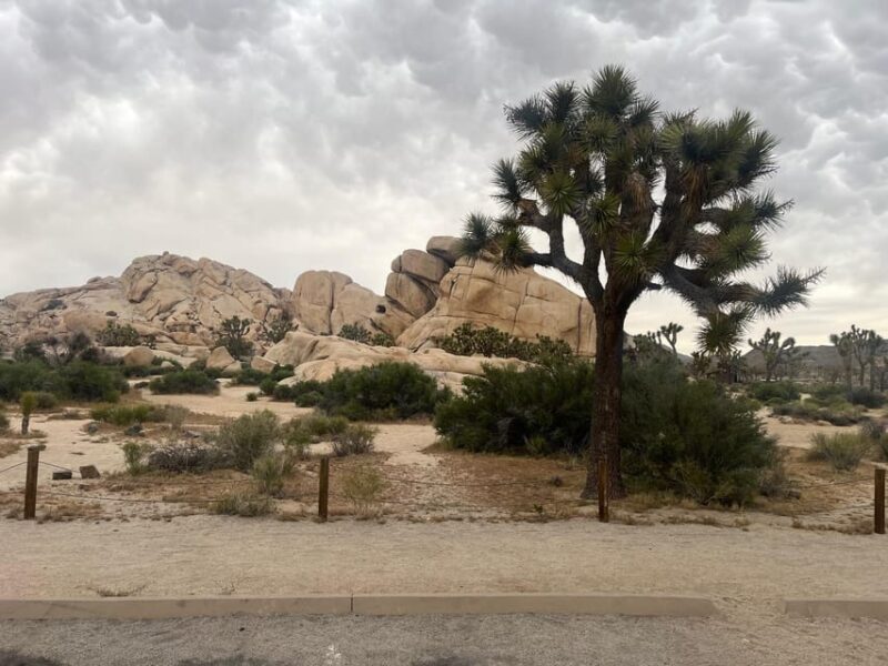 Sightseeing Adventure Tour of Joshua Tree Park (Max 10) - Is this Tour Right for You?
