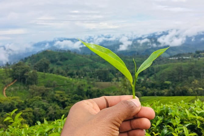 Sightseeing tour Ella & Diyaluma waterfall by car - Who Will Love This Tour?