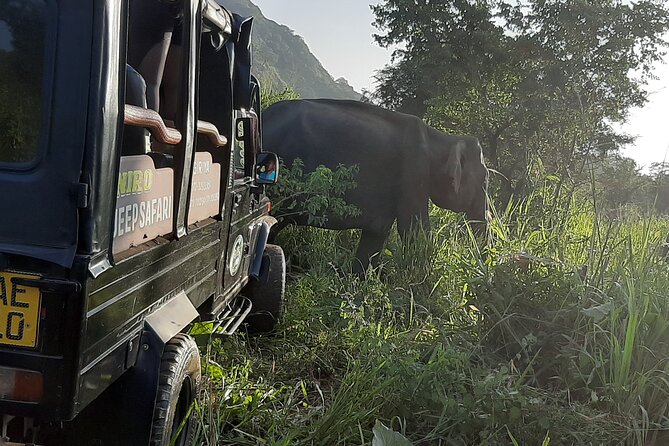 Sigiriya, Dambulla and Minneriya National Park Private Tour In - What to Expect from the Tour Experience