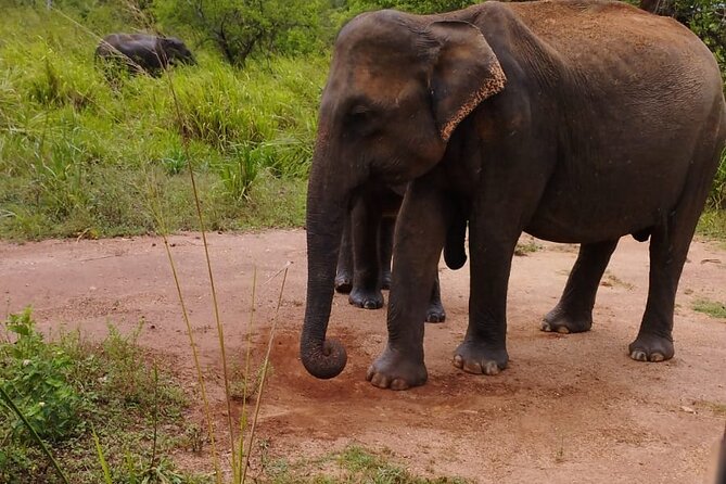 Sigiriya, Dambulla and Minneriya National Park Private Tour In - What Do People Say?