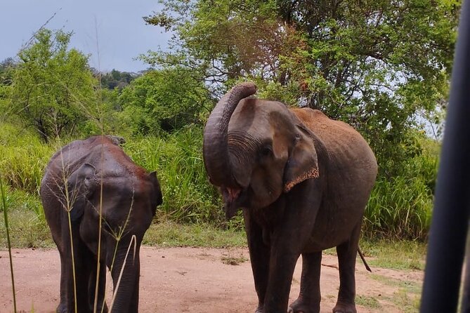 Sigiriya, Dambulla and Minneriya National Park Private Tour In - Is This Tour Right for You?