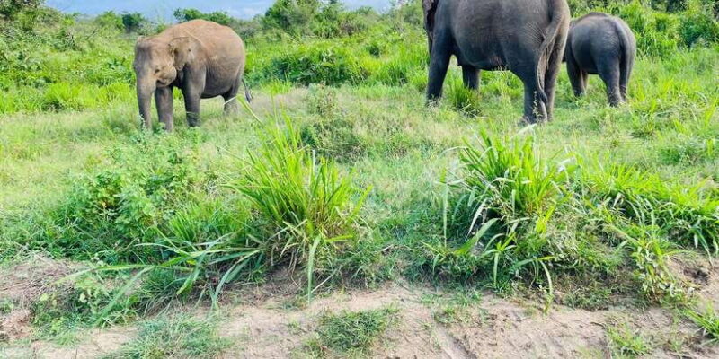 Sigiriya/Dambulla/Habarana: Minneriya National Park Safari - What to Expect from the Minneriya National Park Safari