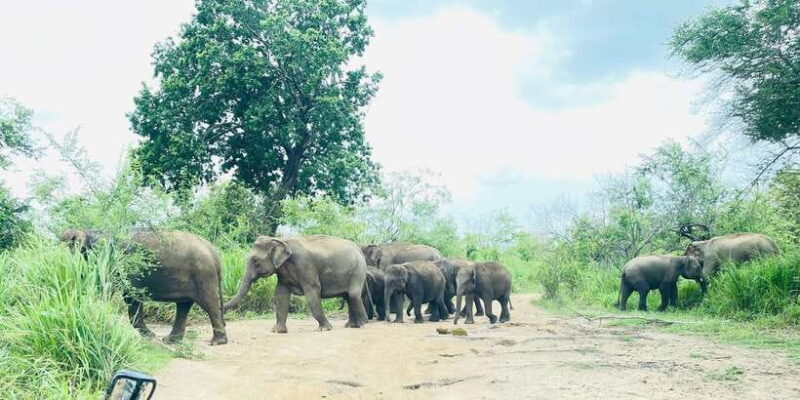 Sigiriya/Dambulla/Habarana: Minneriya National Park Safari - The Itinerary in Detail