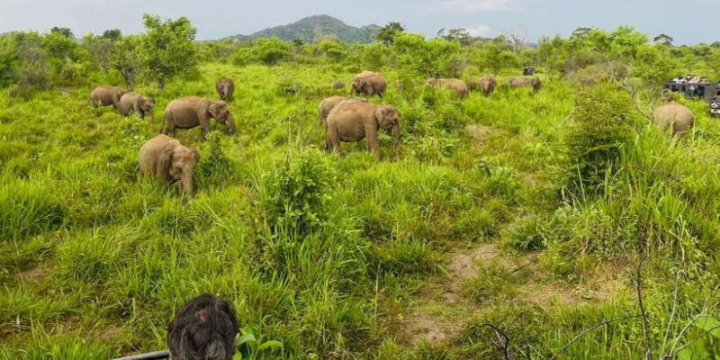 Sigiriya/Dambulla/Habarana: Minneriya National Park Safari - Why This Tour Adds Value