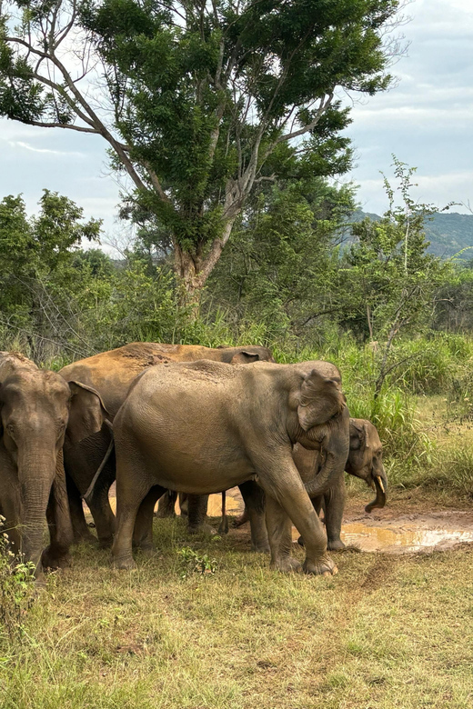 Sigiriya/Dambulla/Habarana: Minneriya National Park Safari - The Sum Up