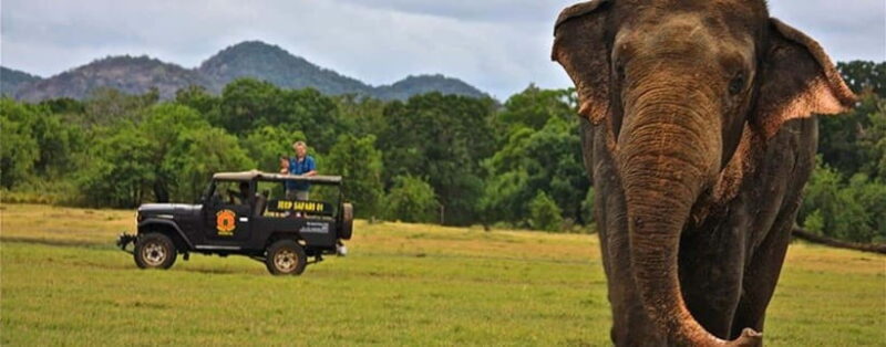 Sigiriya & Dambulla: with Jeep Safari Tour From Pasikudah - Key Points