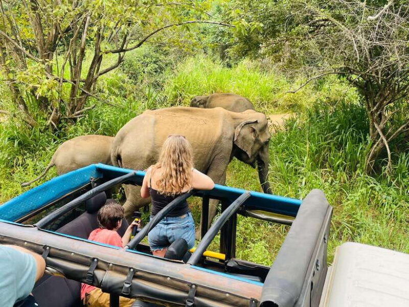 Sigiriya: Elephant Jeep Safari at Minneriya National Park - Key Points