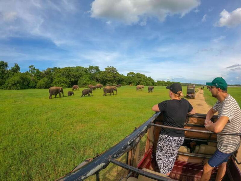 Sigiriya: Elephant Safari at Minneriya National Park - Breaking Down the Itinerary