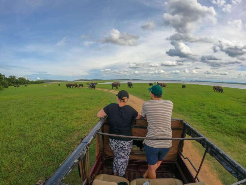Sigiriya: Elephant Safari at Minneriya National Park - Who Will Love This Tour?