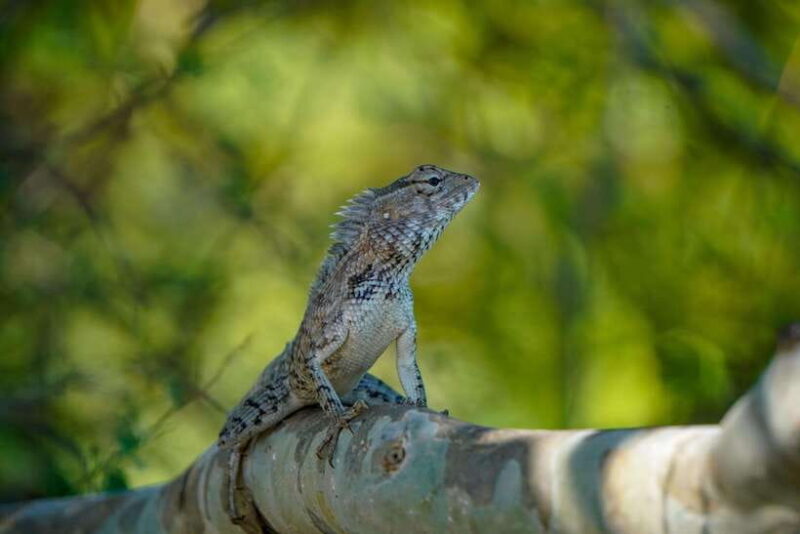 Sigiriya: Elephant Safari at Minneriya National Park - Final Thoughts