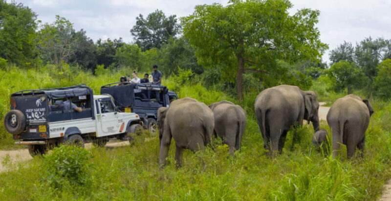 Sigiriya Fortress and Wildlife Safari from Kandy - The Experience: Things to Keep in Mind