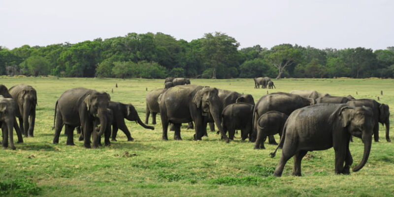Sigiriya Lion Rock & Evening Safari Full Day Private Tour - Key Points