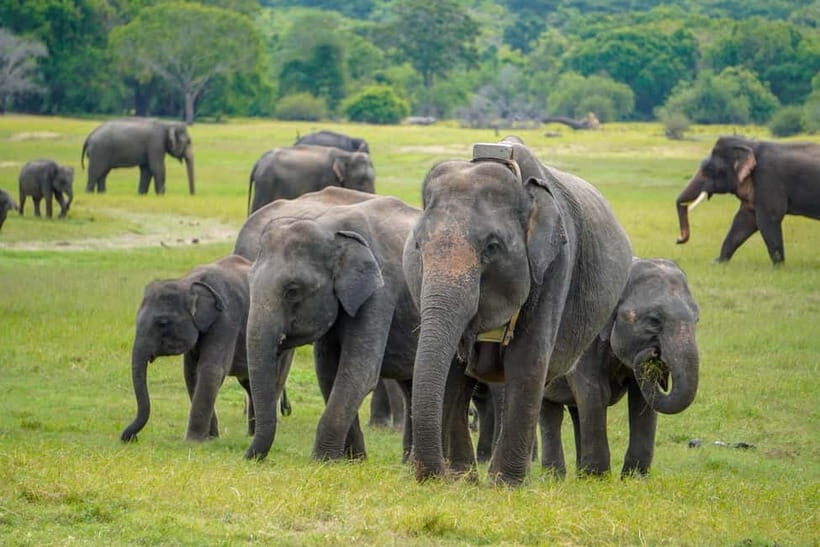 Sigiriya Lion Rock Hike & Minneriya National Park Safari - Key Points