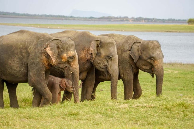 Sigiriya Lion Rock Hike & Minneriya National Park Safari - The Itinerary: A Thorough Breakdown