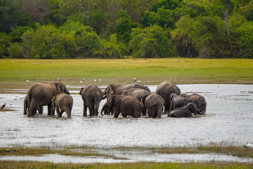 Sigiriya Lion Rock Hike & Minneriya National Park Safari - Potential Considerations