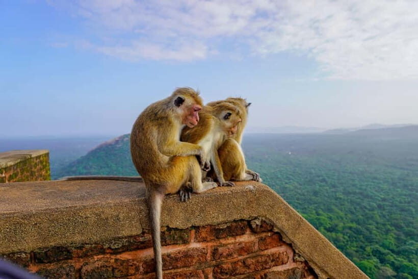 Sigiriya Lion Rock Hike & Minneriya National Park Safari - The Sum Up